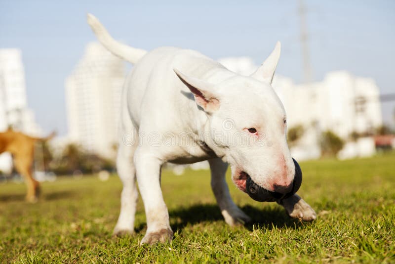 Bull Terrier with Chew Toy in Park Stock Image - Image of grass, facial ...