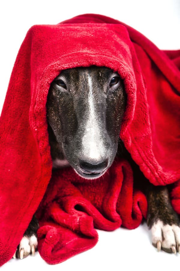 Bull Terrier with Red Drape Frontal Stock Photo - Image of portrait ...