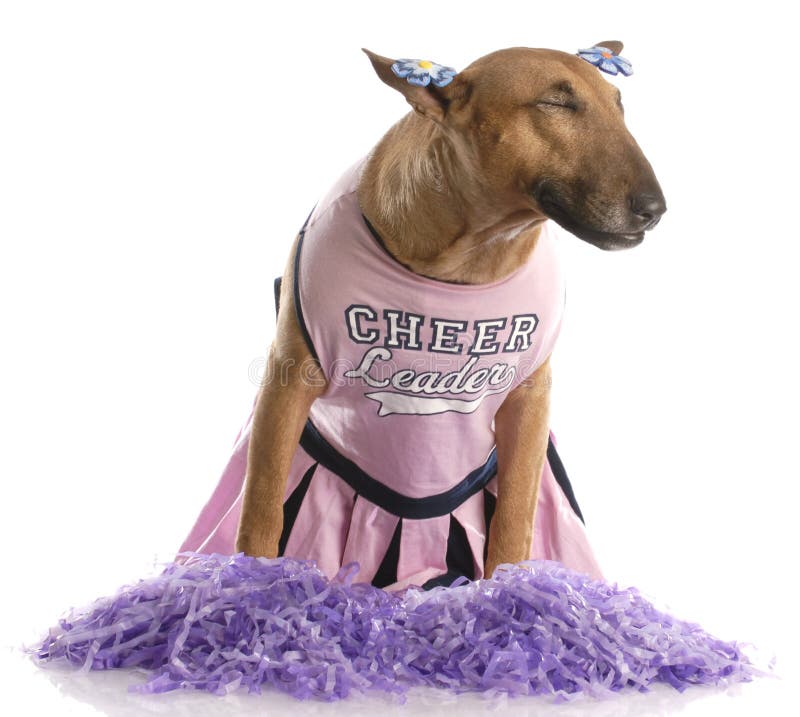 Dog Dressed Up As a Cheerleader Stock Image - Image of canine, bulldog ...