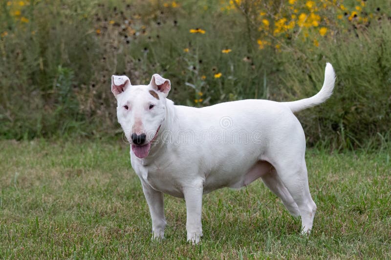Dog with Droopy Ears Wearing a Blue Scarf Sitting by a Closed Office ...
