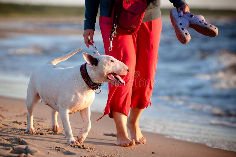 Bull Terrier Following Owner Stock Photo - Image of canine, human: 25656758