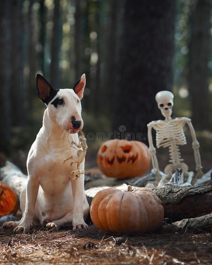 Bull Terrier in Halloween Setup with Pumpkin and Skeleton Outdoors ...