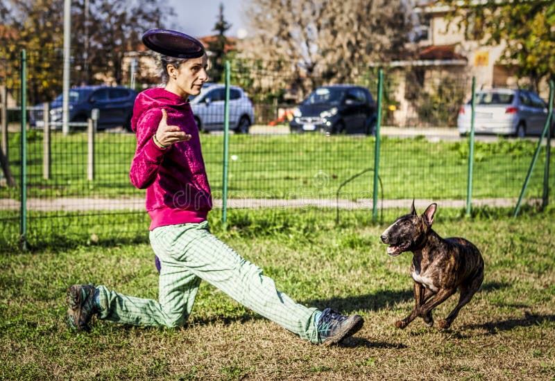Bull Terrier Jumping during Disc Dog Training with Female Trainer Stock ...