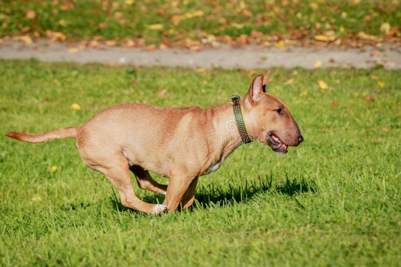 Bull-terrier Miniature Anglais Courant Image stock - Image du action ...