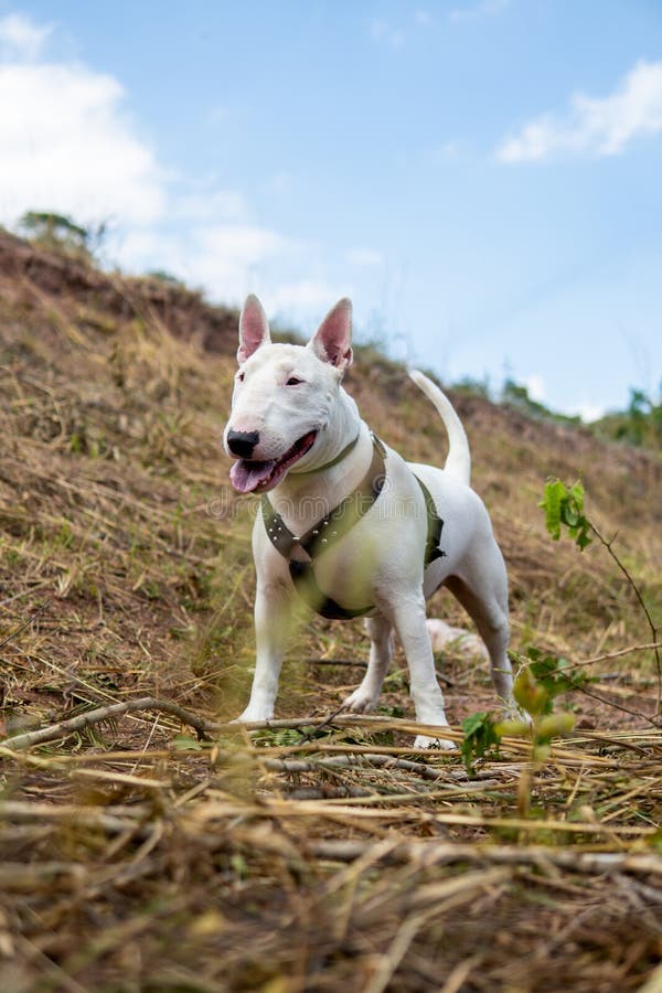 Bull terrier pose stock photo. Image of sports, retriever - 208521894