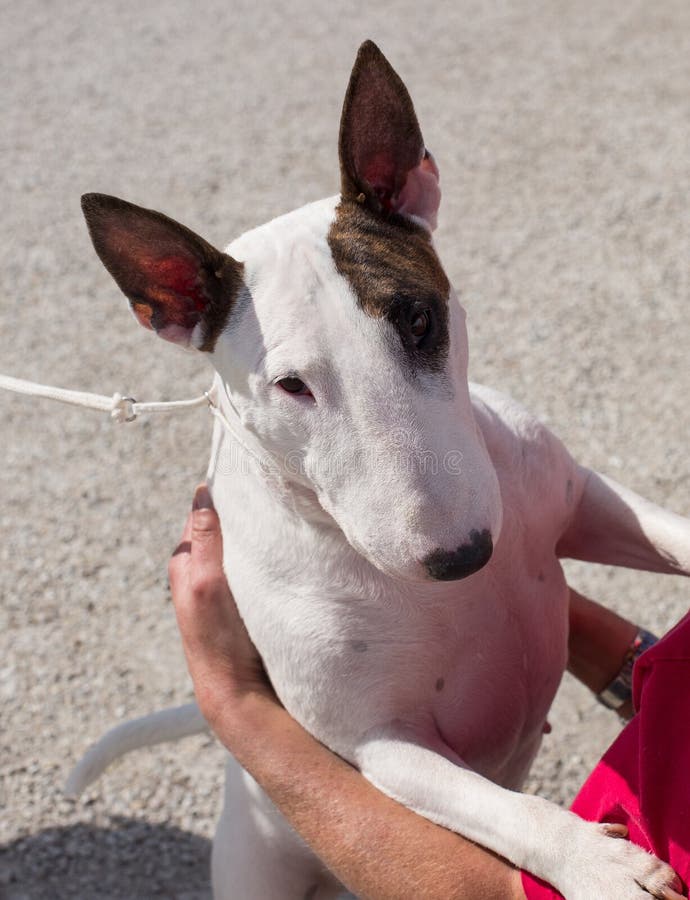 Bull Terrier Puppy Getting a Hug Stock Image - Image of excited ...
