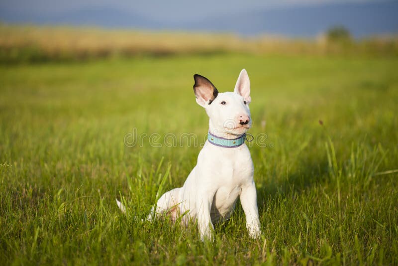 Bull Terrier Puppy Playing in the Grass Stock Photo - Image of doggy ...