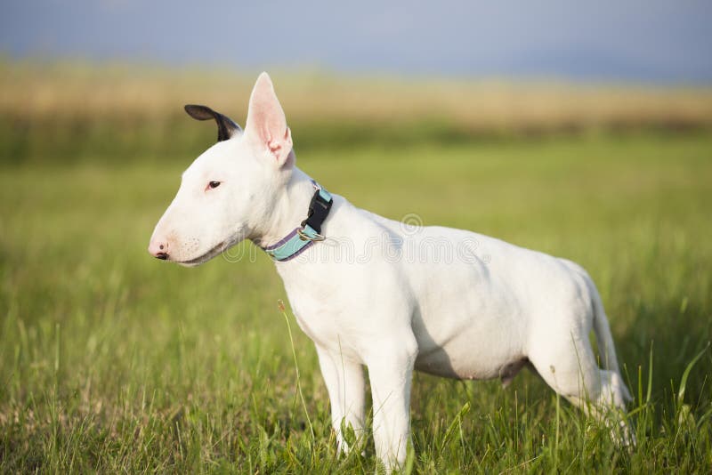 Bull Terrier Puppy Playing in the Grass Stock Image - Image of canine ...