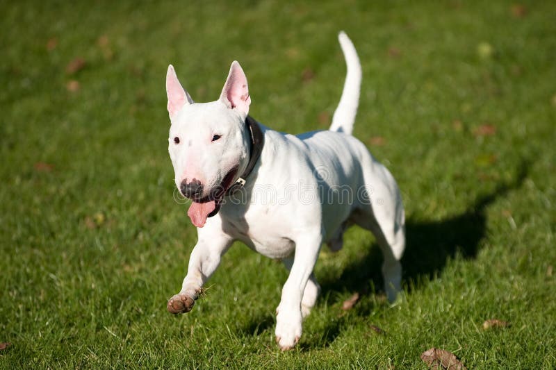 Bull terrier running stock image. Image of white, jump - 20323773