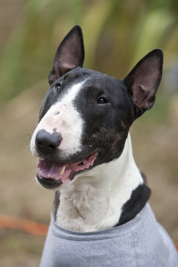 A Bull Terrier smiling stock image. Image of features - 27581161
