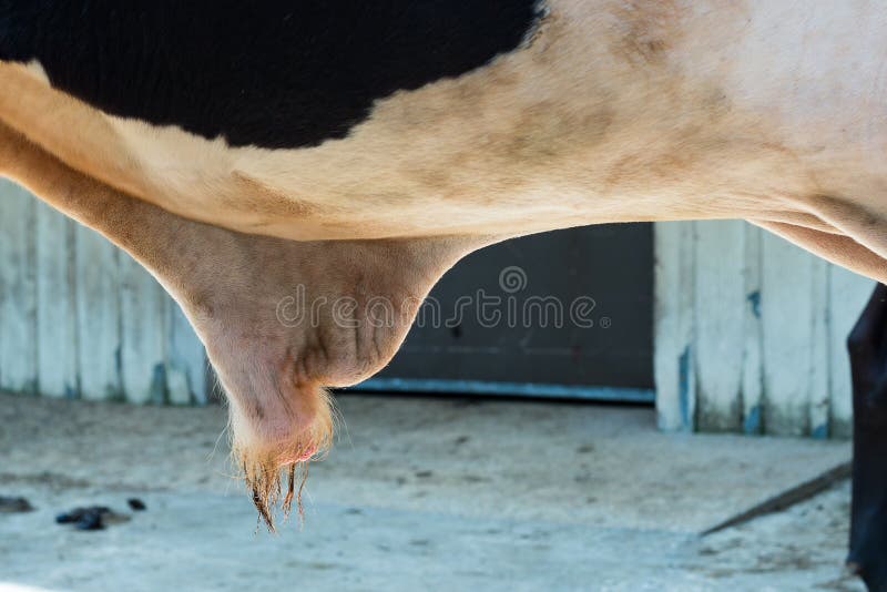 Bull testicles stock photo. Image of fresh, balls, young - 67653998