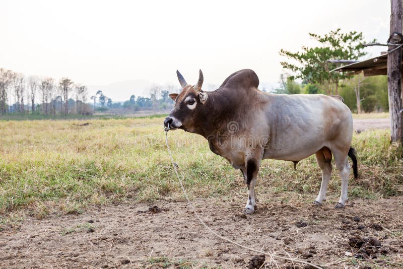Thai bull stock image. Image of mammal, cattle, power - 30809281