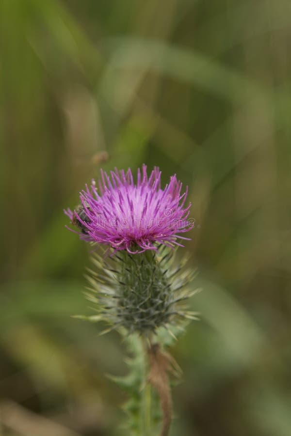Bull thistle stock photo. Image of plant, thistle, flower - 40616580