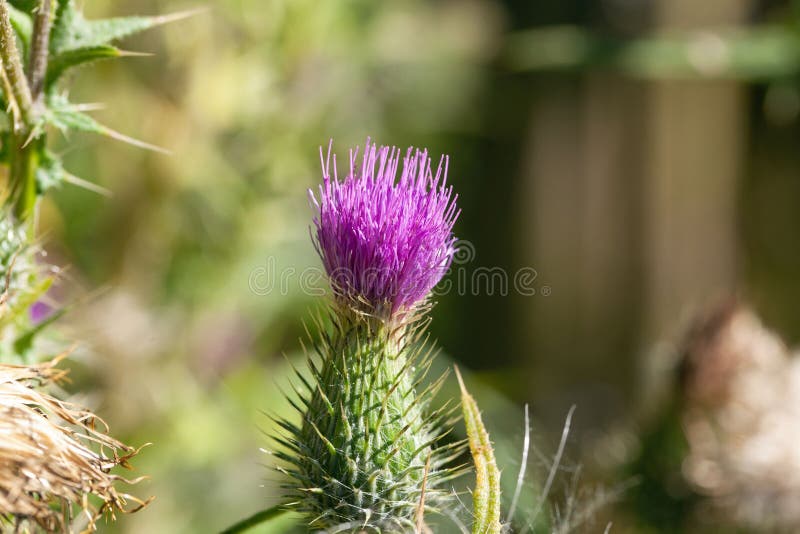 Bull Thistle, Cirsium Vulgare Stock Image - Image of beauty, nature ...