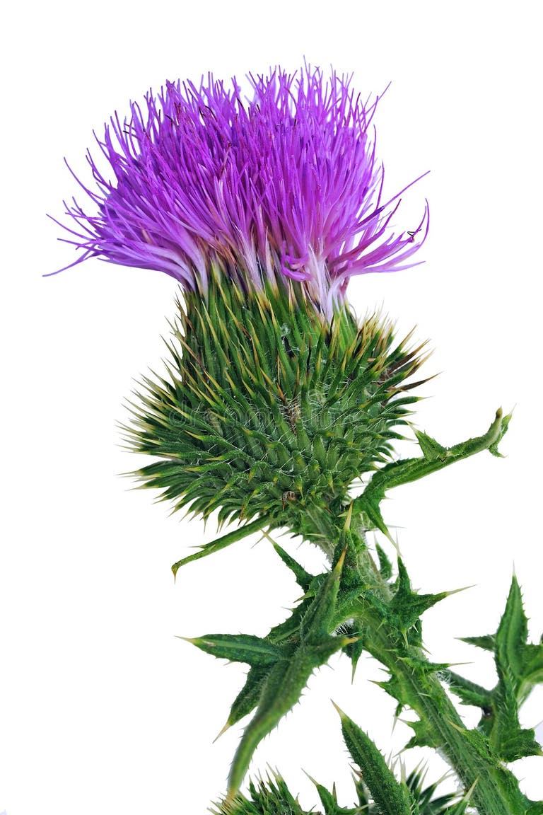 491 Scottish Thistle White Background Stock Photos - Free & Royalty ...