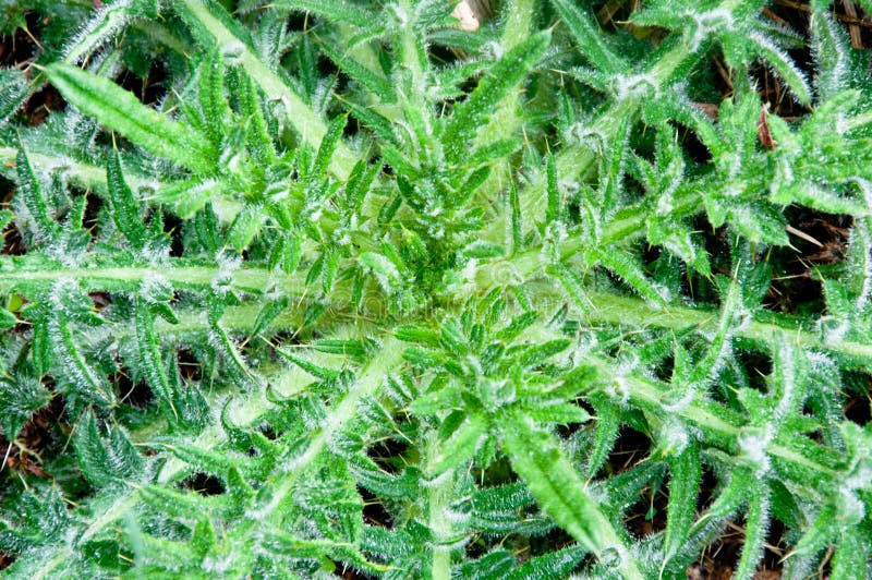 Bull thistle sprout stock image. Image of weed, symmetry - 31177313