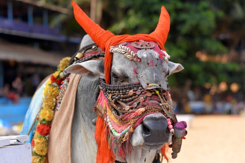 Bull in Traditional Indian Accessories Stock Image - Image of live ...