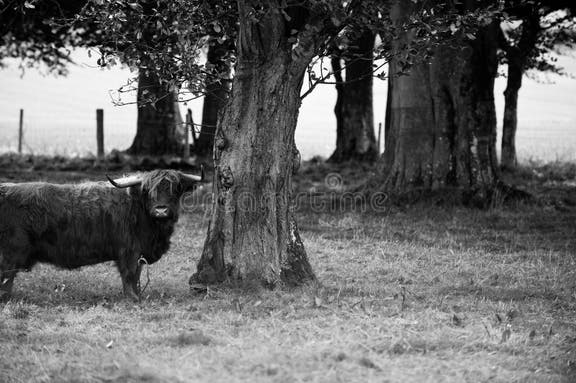 Bull and tree stock image. Image of rural, animal, tree - 16370193