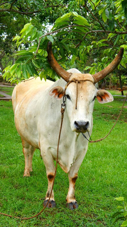 Bull Picture. Image: 8927017