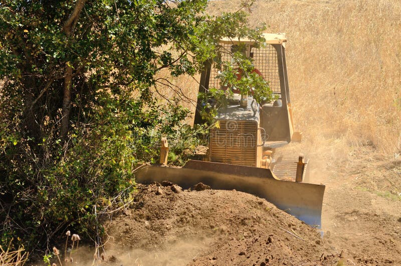 Bull and tree stock image. Image of rural, animal, tree - 16370193