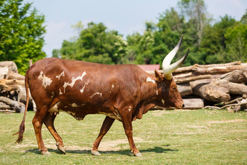 Bull walking on a meadow stock image. Image of power - 76952549