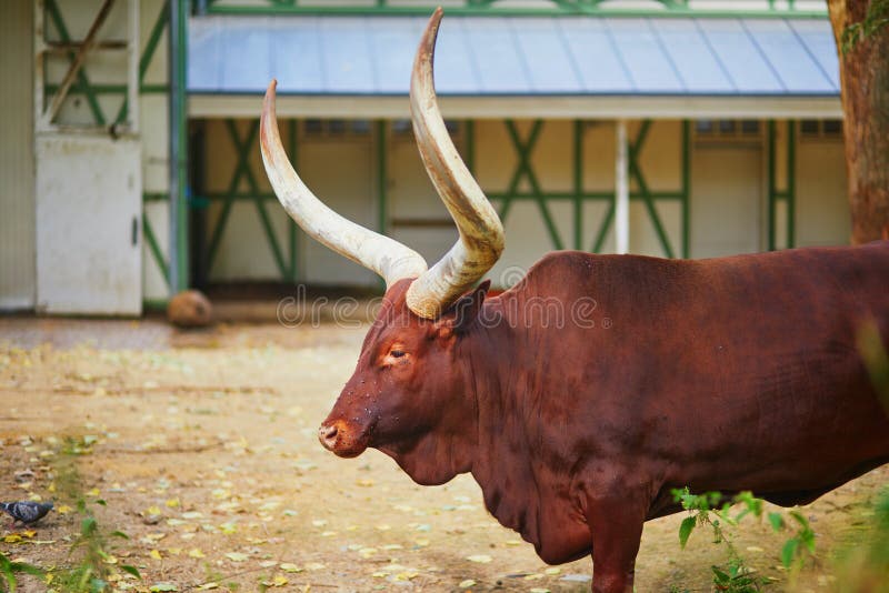 Bull Walking Outdoors in a Zoo Stock Photo - Image of evenhoofed ...