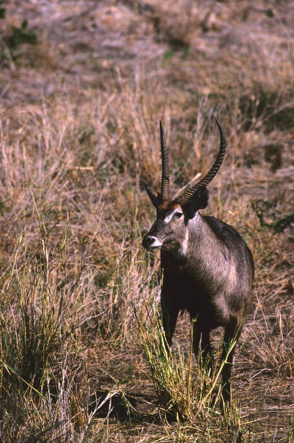 Bull Waterbuck stock image. Image of plains, africa, waterbuck - 11721661