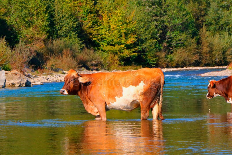The Bull at the Watering Hole in the River. Stock Photo - Image of ...