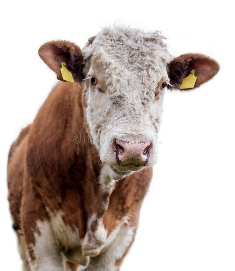 Bull on a white background stock image. Image of cattle - 168111763