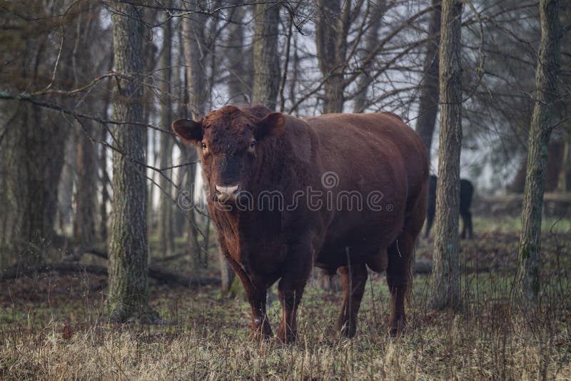 Bull in the Woods, Red Angus Bull in a Forest Stock Image - Image of ...