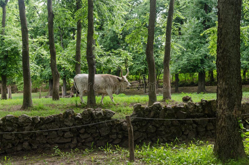 Bull in a zoo garden stock image. Image of ungulate - 202832659