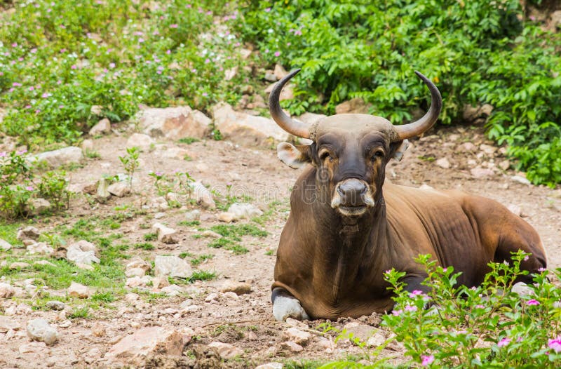 Bull in the zoo stock image. Image of male, forest, animal - 43097031