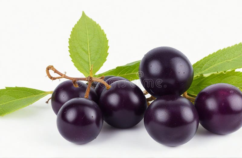 Bullace Stock Illustrations – 3 Bullace Stock Illustrations, Vectors ...