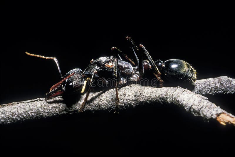 Bullant on twig stock photo. Image of insect, scavenger - 17080598