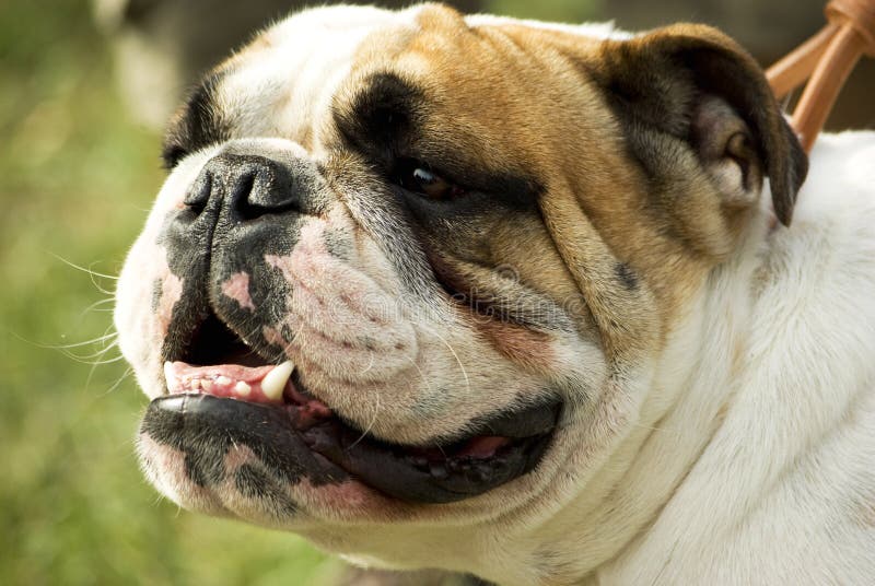 Bulldog stock image. Image of obedient, sweet, look, strong - 11971235