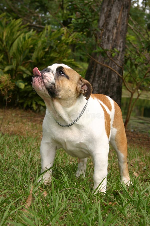 Bulldog stock photo. Image of canine, breed, domestic - 1215498