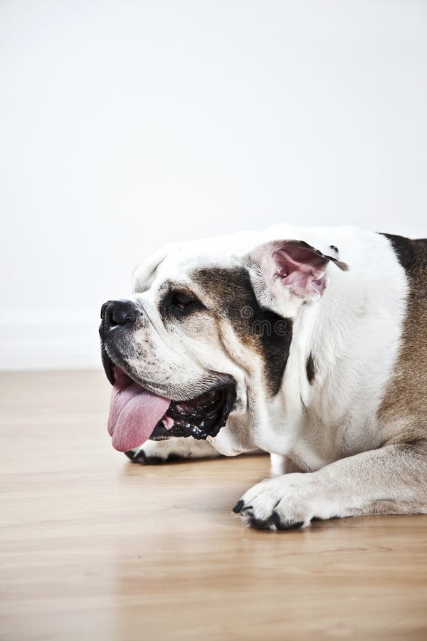 Happy Lazy Dog Bulldog on a Sofa Stock Image - Image of animal, making ...