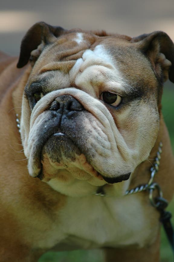 162 Angry English Bulldog Stock Photos - Free & Royalty-Free Stock ...