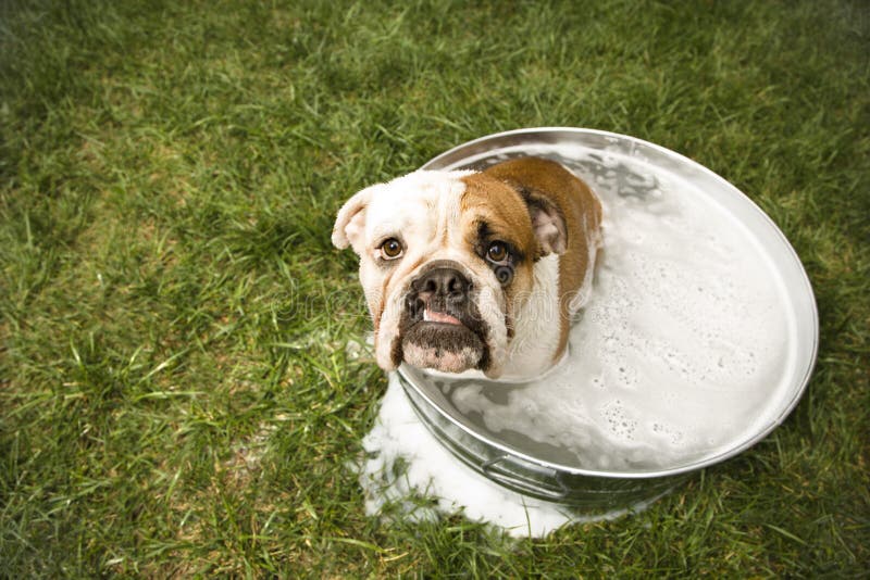 Family of English Bulldog Puppies Stock Image - Image of bite, baby ...