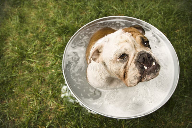 Bulldog bath. stock photo. Image of photograph, wash, contact - 3423932