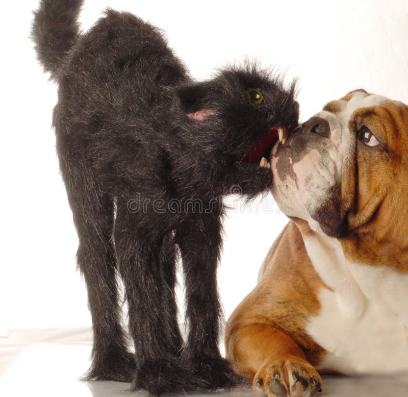 4,411 Cat Sitting Profile Stock Photos - Free & Royalty-Free Stock ...