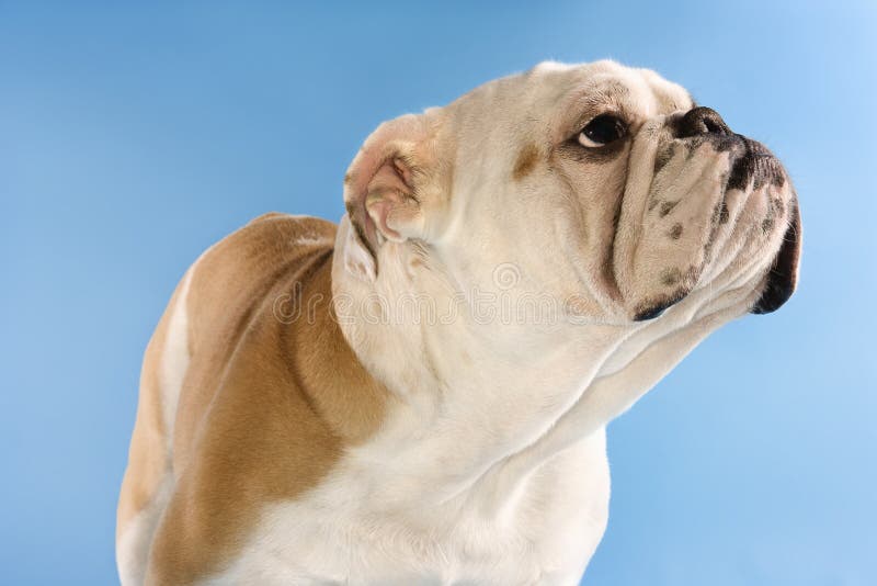 Standing English Bulldog. stock photo. Image of bulldog - 2044546