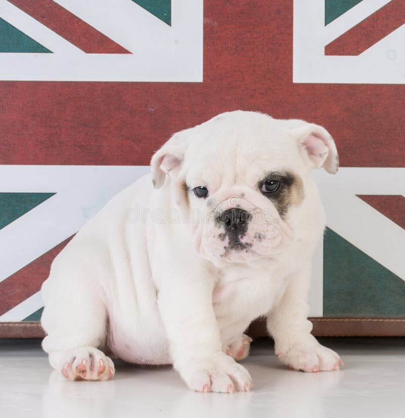 Bulldog with british flag stock image. Image of animal - 85718609