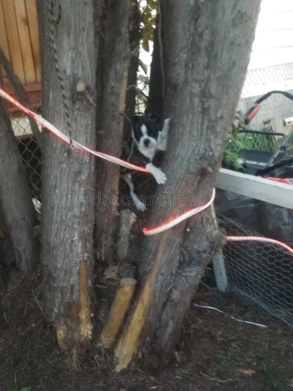 Bulldog climbing trees stock image. Image of trees, climbing - 257620319