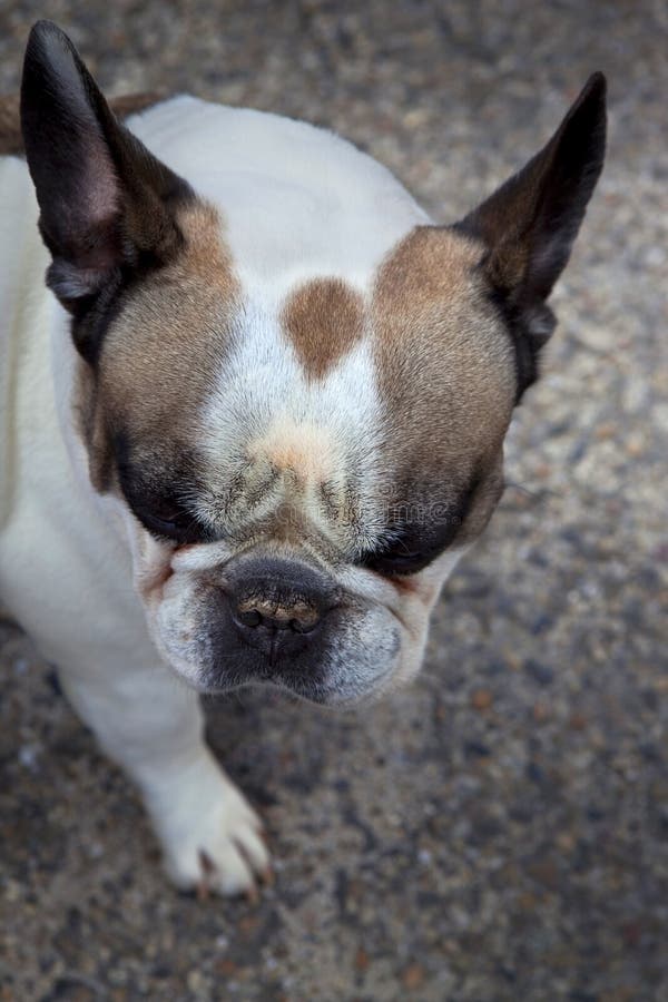 Bulldog stock image. Image of training, hair, english - 40954777