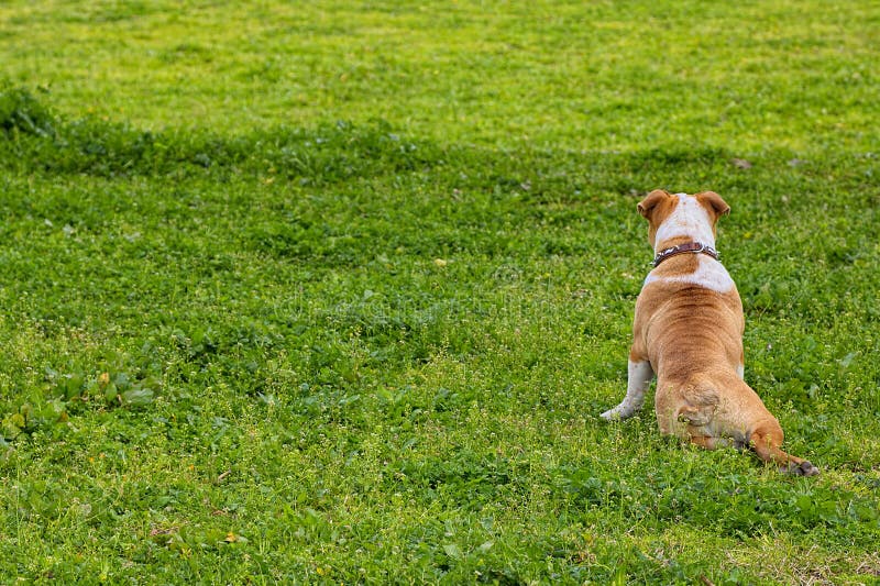 Bulldog stock photo. Image of legs, bulldog, canine, mammal - 58827452