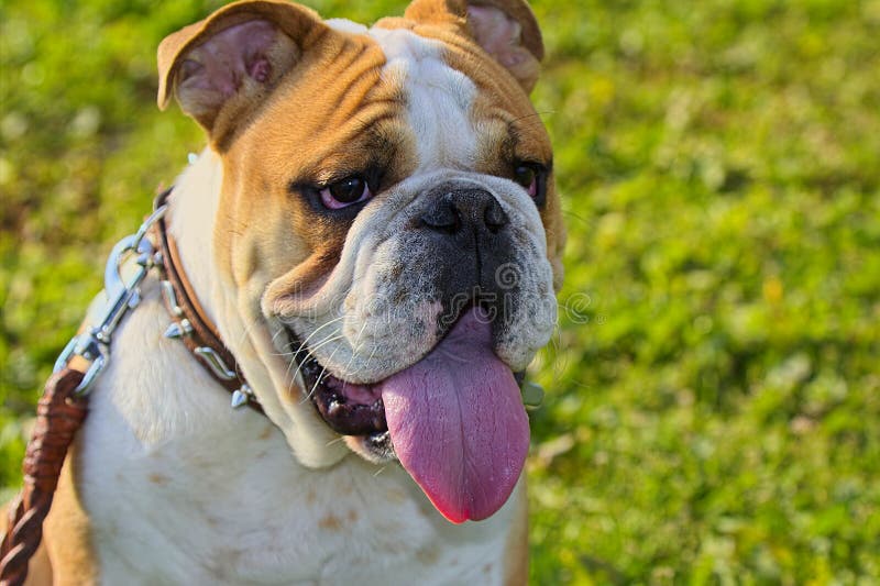 Bulldog stock image. Image of puppy, legs, bulldog, happy - 58827695