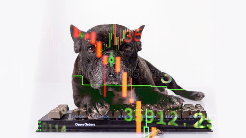 Bulldog with Computer Keyboard and Stock Data Stock Image - Image of ...