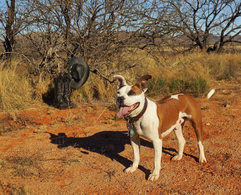 Bulldog Cross Stands in the Desert Stock Photo - Image of brush, dirt ...