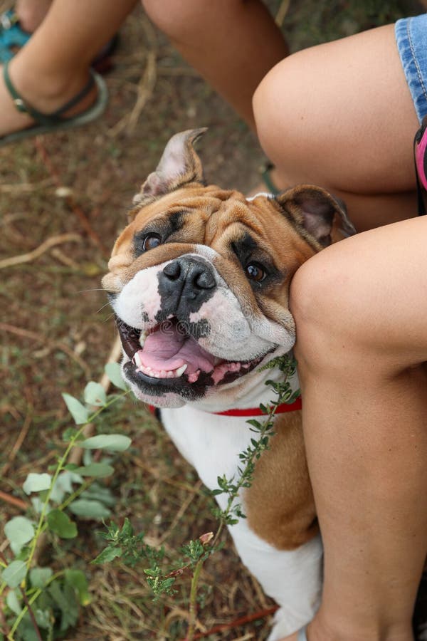 Bulldog Dog Looking at the Camera Stock Photo - Image of person ...